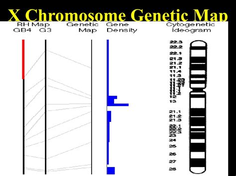 Ppt Sex Chromosomes And Nondisjunction Diseases Powerpoint