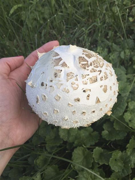 Eastern Flat Topped Agaricus Agaricus Placomyces Photo By Jenna