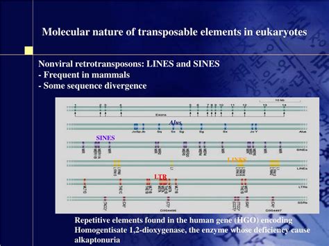 Ppt Transposable Genetic Elements Powerpoint Presentation Free Download Id598783