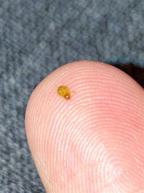 Identification Insecte Canapé