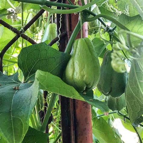 20pcs Chayote Mexican Cucumber Germinatingseeds Vegetable Perennial