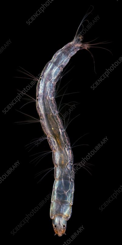 Chironomidae Larva Light Micrograph Stock Image C0576637