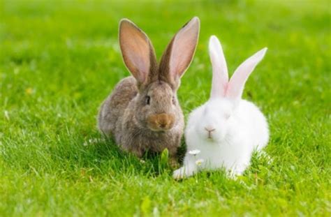Can You Keep Two Rabbits Together Usa Rabbit Breeders