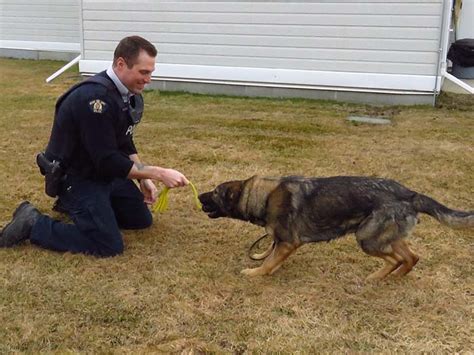 Mcbride To Become Home For Rcmp Dogs In Training The Rocky Mountain Goat
