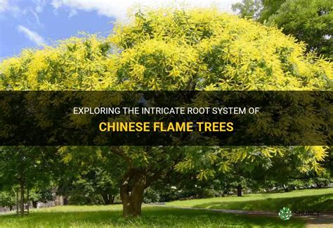 Exploring The Intricate Root System Of Chinese Flame Trees Shuncy