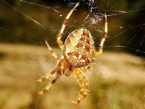 Паук с крестом на спине 85 фото ★ Celes Club