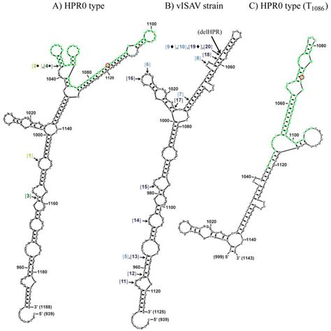 Rna Secondary Structure Predictions Of He Amplicons Using Mfold The