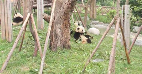 Street View Ganha Visitas A Zoológicos De Todo Mundo