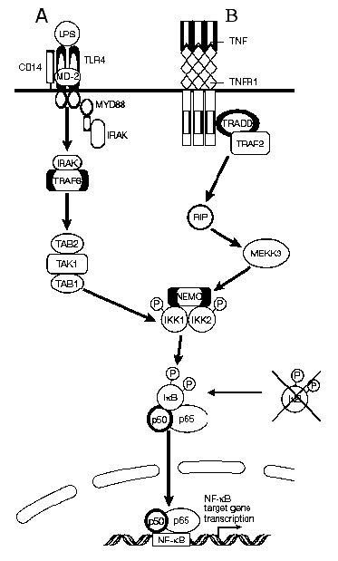 Nuclear factor κB NF κB activity is stimulated by many pathways Download Scientific Diagram