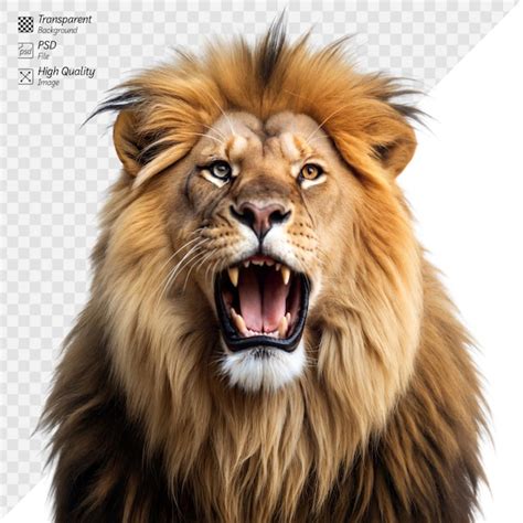 Premium Psd A Lion With Its Mouth Open And Teeth Bared