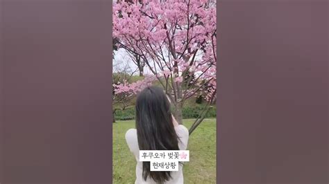 🇯🇵일본 후쿠오카 벚꽃 현재 상황 🌸 오호리공원 벚꽃나무 입니다 다음주면 만개할 것 같아요 후쿠오카벚꽃 일본벚꽃