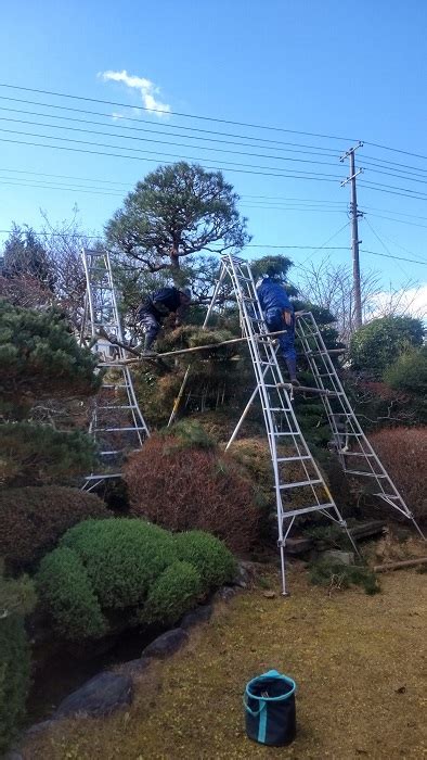 マツのみ ② 有 香西園ブログ kouzaiびより