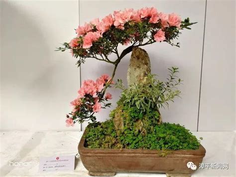 又拿獎了第十九屆海峽兩岸花卉博覽會漳平喜獲佳績 每日頭條