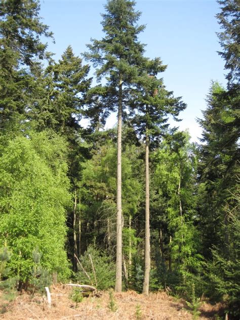 Douglas Fir Forest