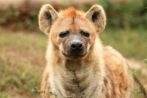Fierce Hyena Facts You Need To Sink Your Teeth Into Facts Net