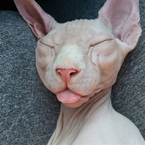 Meet Sphynx Cats The Most Adorable Hairless Felines Bored Panda