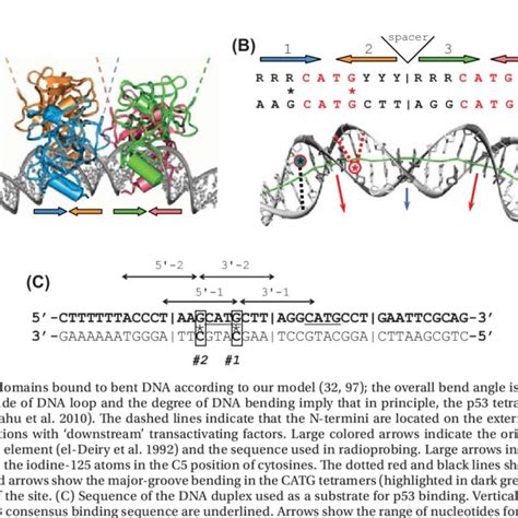 A Four P53 Core Domains Bound To Bent Dna According To Our Model 32 Download Scientific