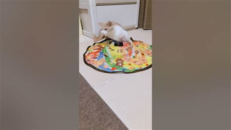 大好きなおもちゃに大興奮の子猫が可愛いすぎた😍 Tiny マンチカン マンチカン子猫 マンチカン短足 子猫 猫 Kitten