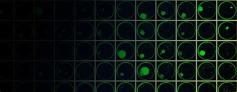 Single Cell Dispensing And Screening Of Cell Lines For Monoclonality