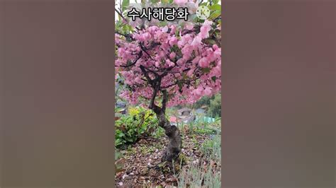봄처녀 아름다운꽃 수사해당화 석선학아코디언 Shorts Youtube