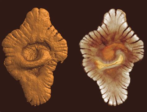 Complex Organisms First Appeared 21 Billion Years Ago Paleontologists