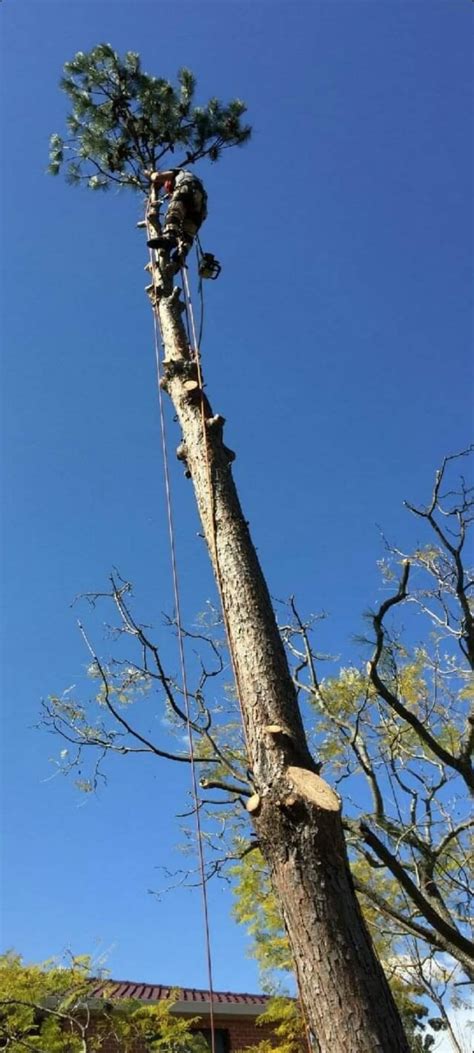 Safe Cut Tree Services Just Another WordPress Site