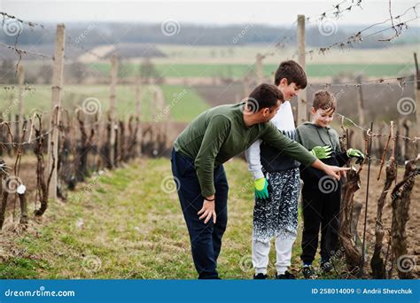 Father With Two Sons Working On Vineyard Stock Image Image Of Father