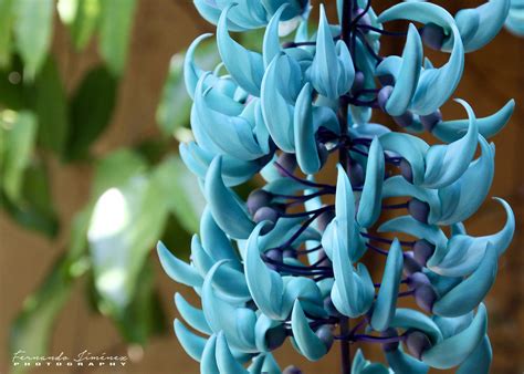 Details 100 Picture Flor De Jade Verde Abzlocalmx