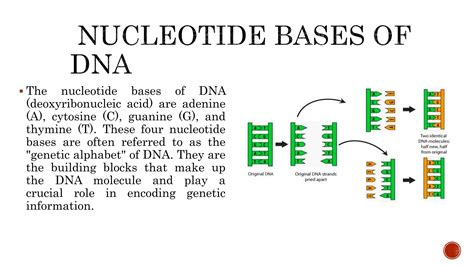 Molecular Structure Of Dna Rna And Proteins Pptx Biological Sciences