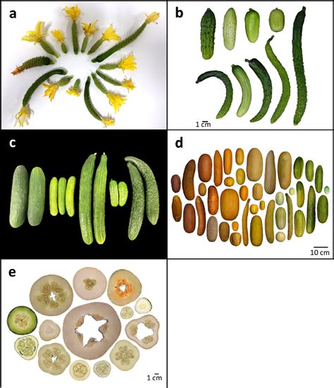 Figure 3 From Morphological And Genetic Diversity Of Cucumber Cucumis Sativus L Fruit