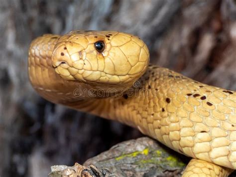 Macro Shot Of A Bright Yellow Python On A Rock Surface Stock