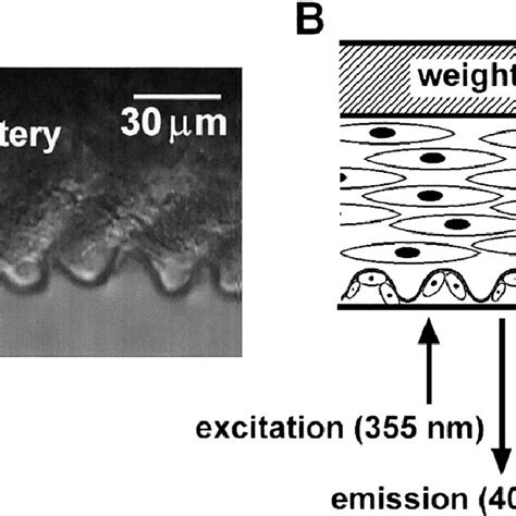 A Cross Section And The Schematic Diagram Of A Rat Femoral Artery