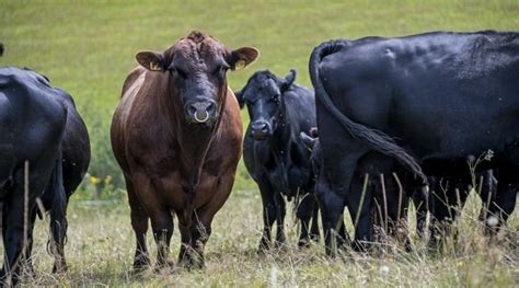 Cattle Veterinarian Pittsworth Veterinary Surgery
