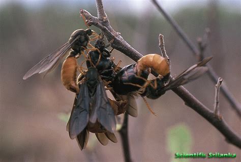 Scientific Srilanka අසිරිමත් කුහුඹු ජනාවාස