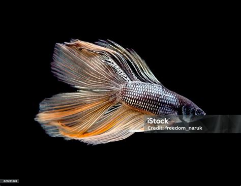 Betta の魚シャムの戦いの魚ベタ Splendens の黒い背景に分離 サイズのストックフォトや画像を多数ご用意 サイズ タイ