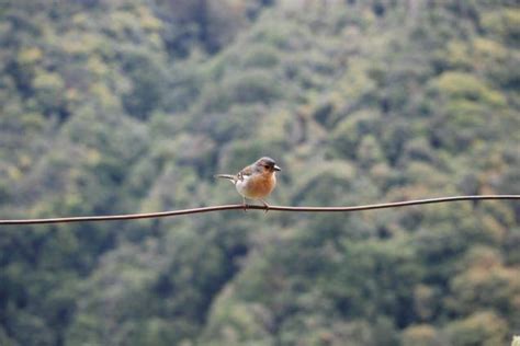 Madère Levada Ribeira 2 Suivez Le Guide