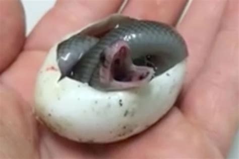 La Première Respiration Du Bébé Serpent