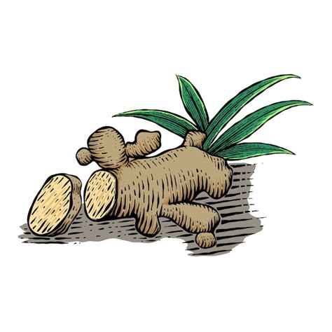 Premium Vector Vector Hand Drawn Engraved Ginger Isolated On White
