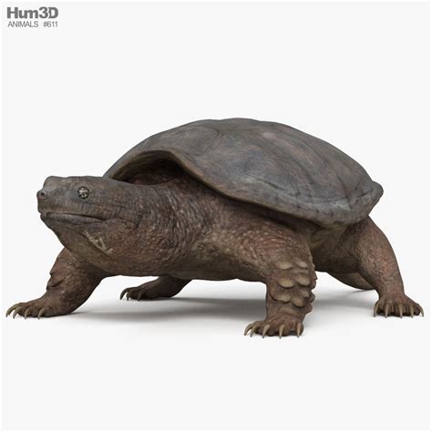 Snapping Turtle 3d Model Download Reptile On