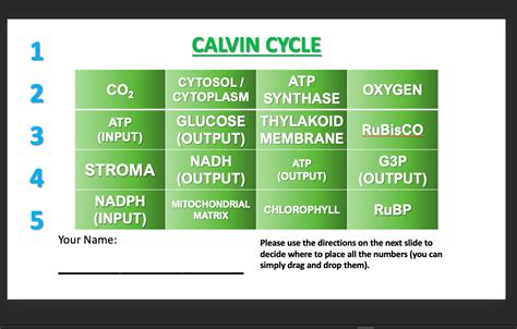 Inputs And Outputs Of Calvin Cycle