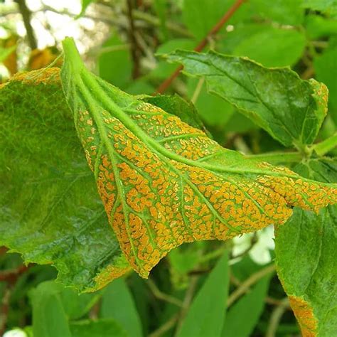 Searles Control Plant Rust