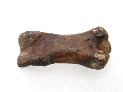 Arctodus Short Faced Bear Bone 1 Fossils For Sale