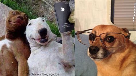 CACHORROS ENGRAÇADOS 1 Tente Não Rir e Não se Divertir FUNNY DOGS