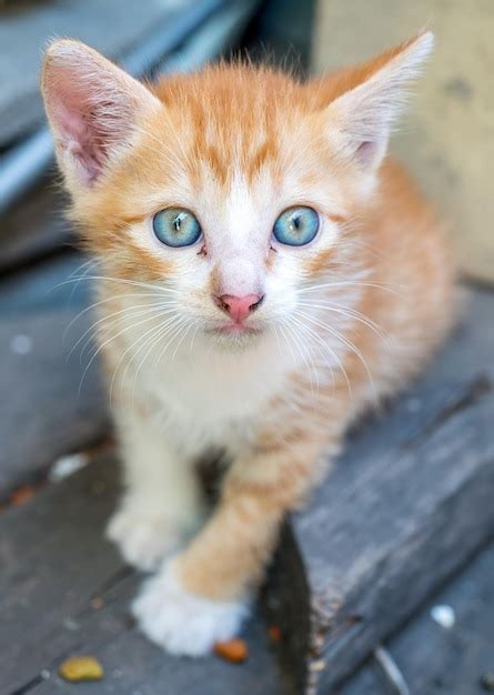 Premium Photo Little Cute Golden Brown Kitten With Blue Eyes In