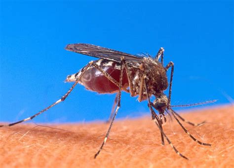 Sanofi Pasteur Concludes Phase Iii Trial For Dengue Vaccine Asian