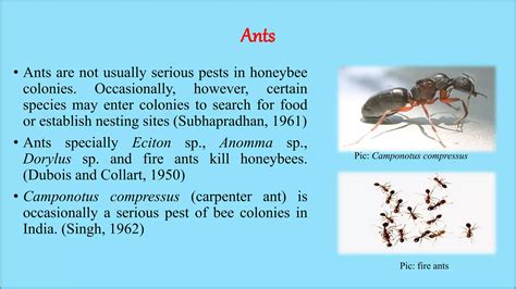 Diseases And Enemies Of Honey Bee And Silk Moth Pptx