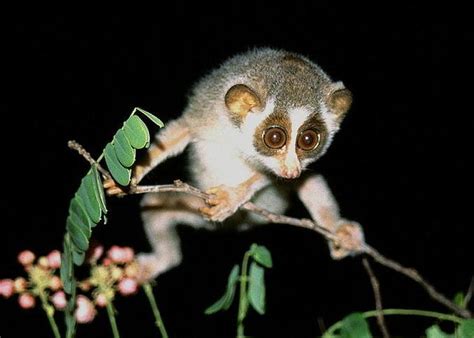 Lorises New England Primate Conservancy