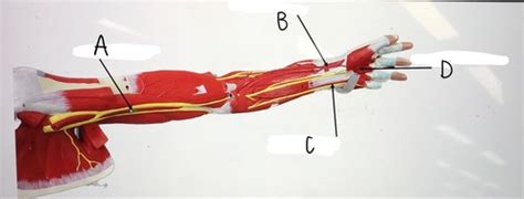 A P Lab Exam Diagrams Flashcards Quizlet