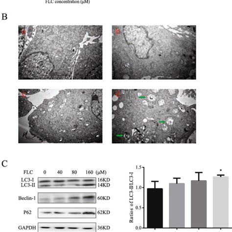 effects of flc treated in tm4 sertoli cells autophagy activation a