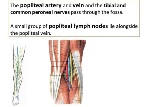 Popliteal Fossa